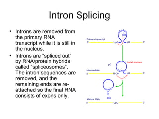 Central dogma of molecular biology | PPT