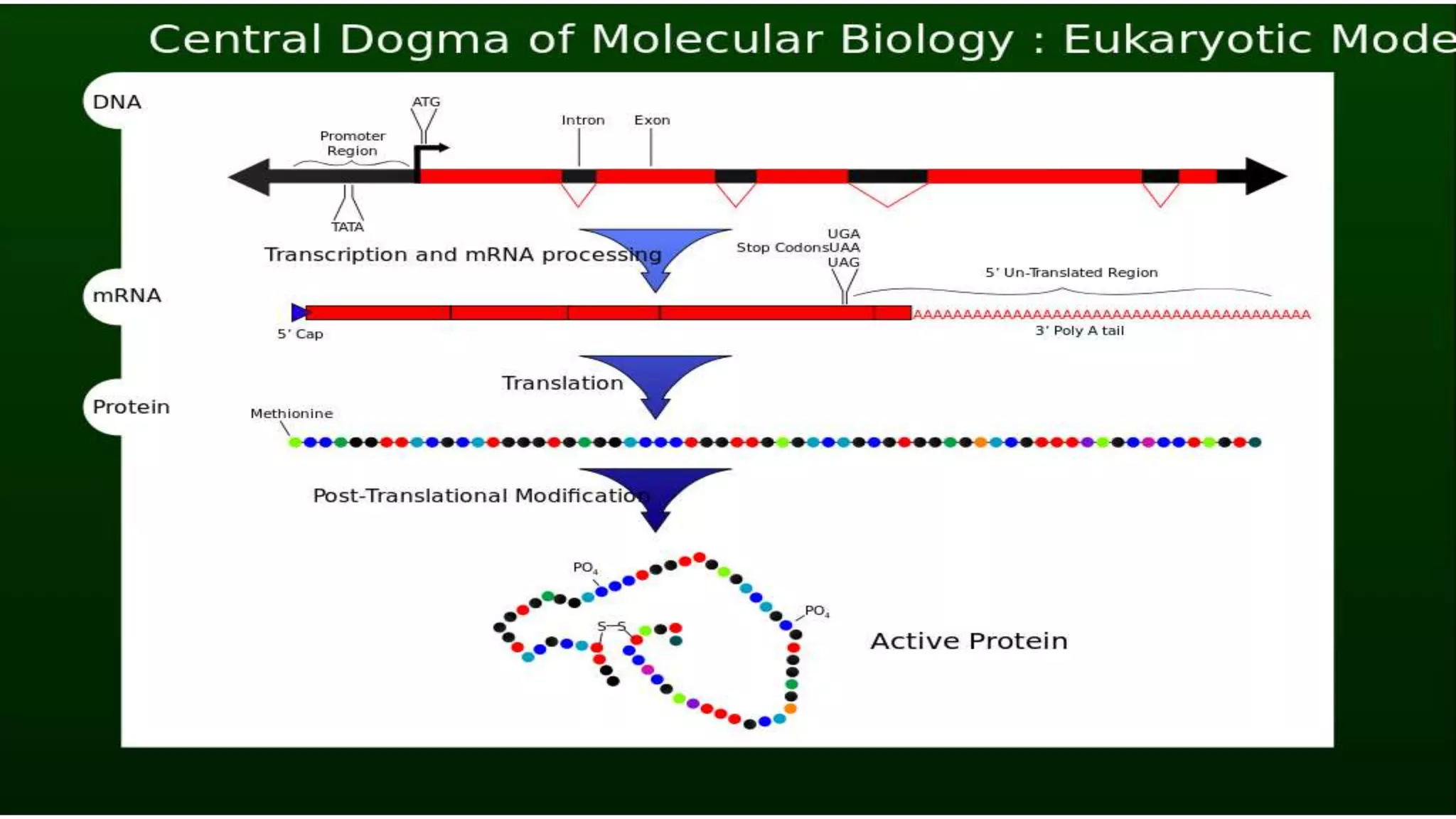 Central dogma of molecular biology with video slide. | PPT