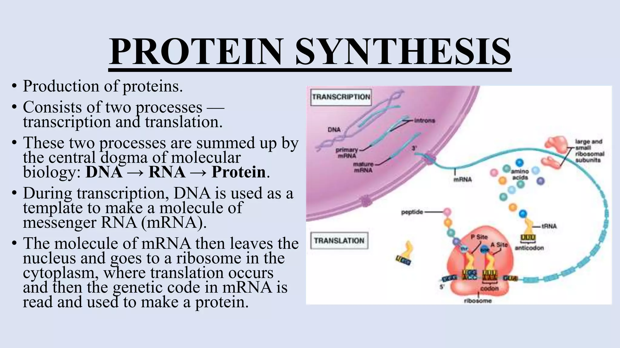 Central dogma of molecular biology | PPTX