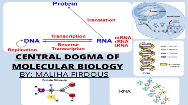 Central dogma of molecular biology | PPTX