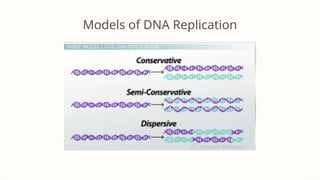 Comprehensive Overview of DNA Replication, Transcription, and ...
