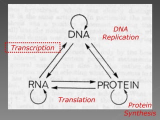 Central dogma of molecular genetics valerio | PPT
