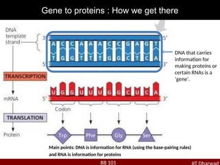 Central Dogma Overview of Biology ppt.ppt