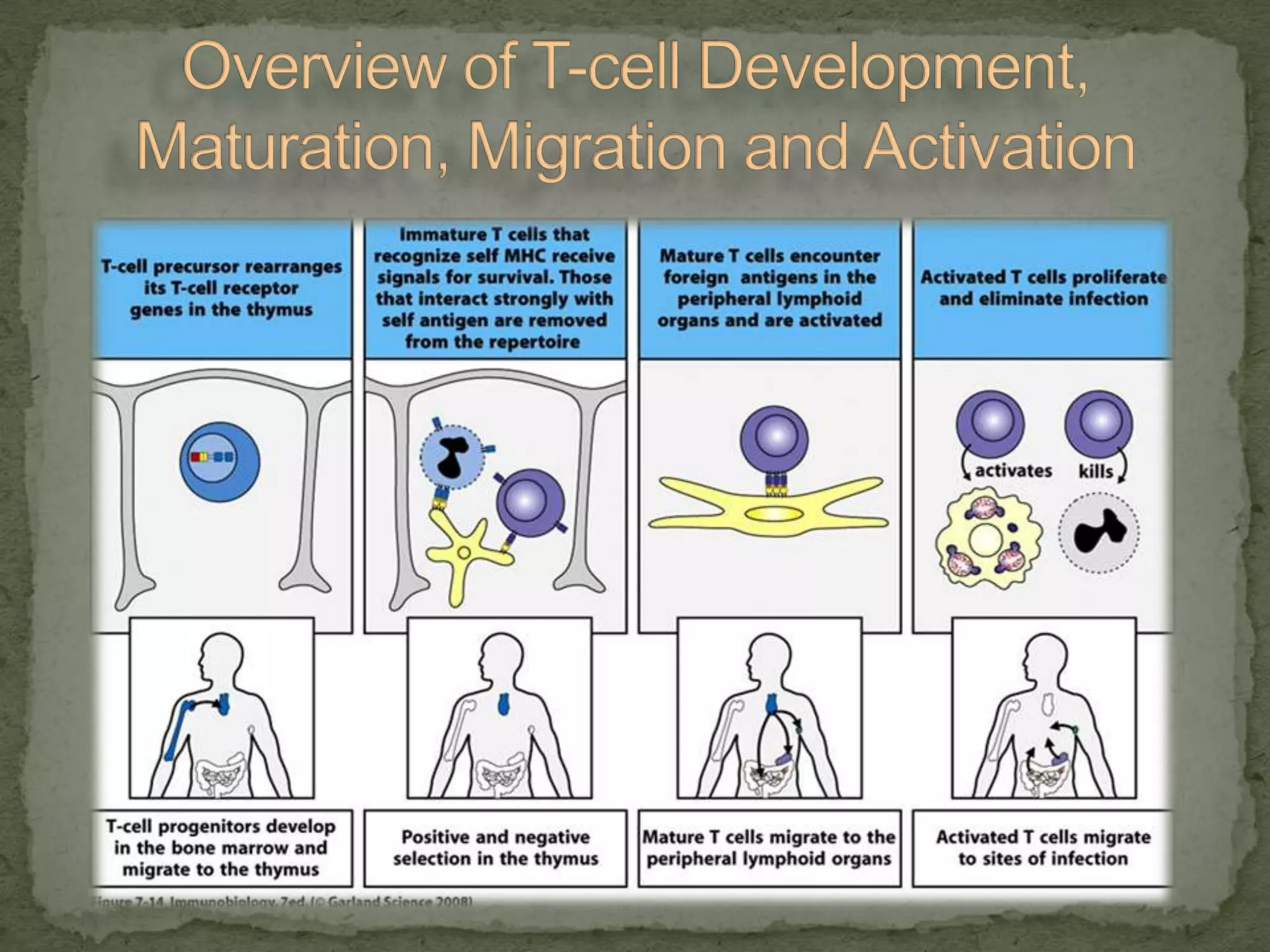 Central immunological tolerance | PPTX