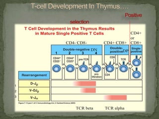 Central immunological tolerance | PPTX