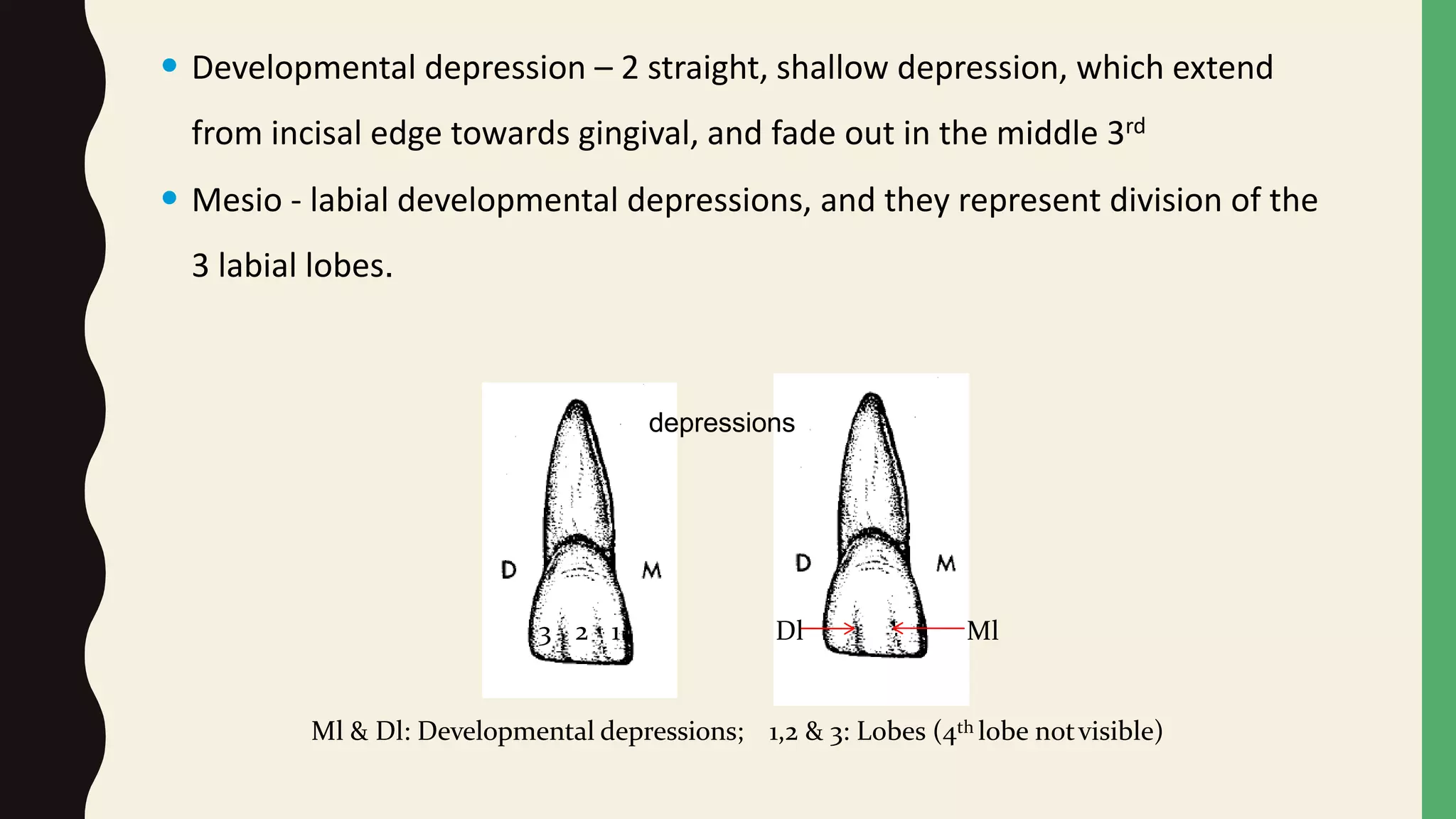 Maxillary Central Incisor | PPTX