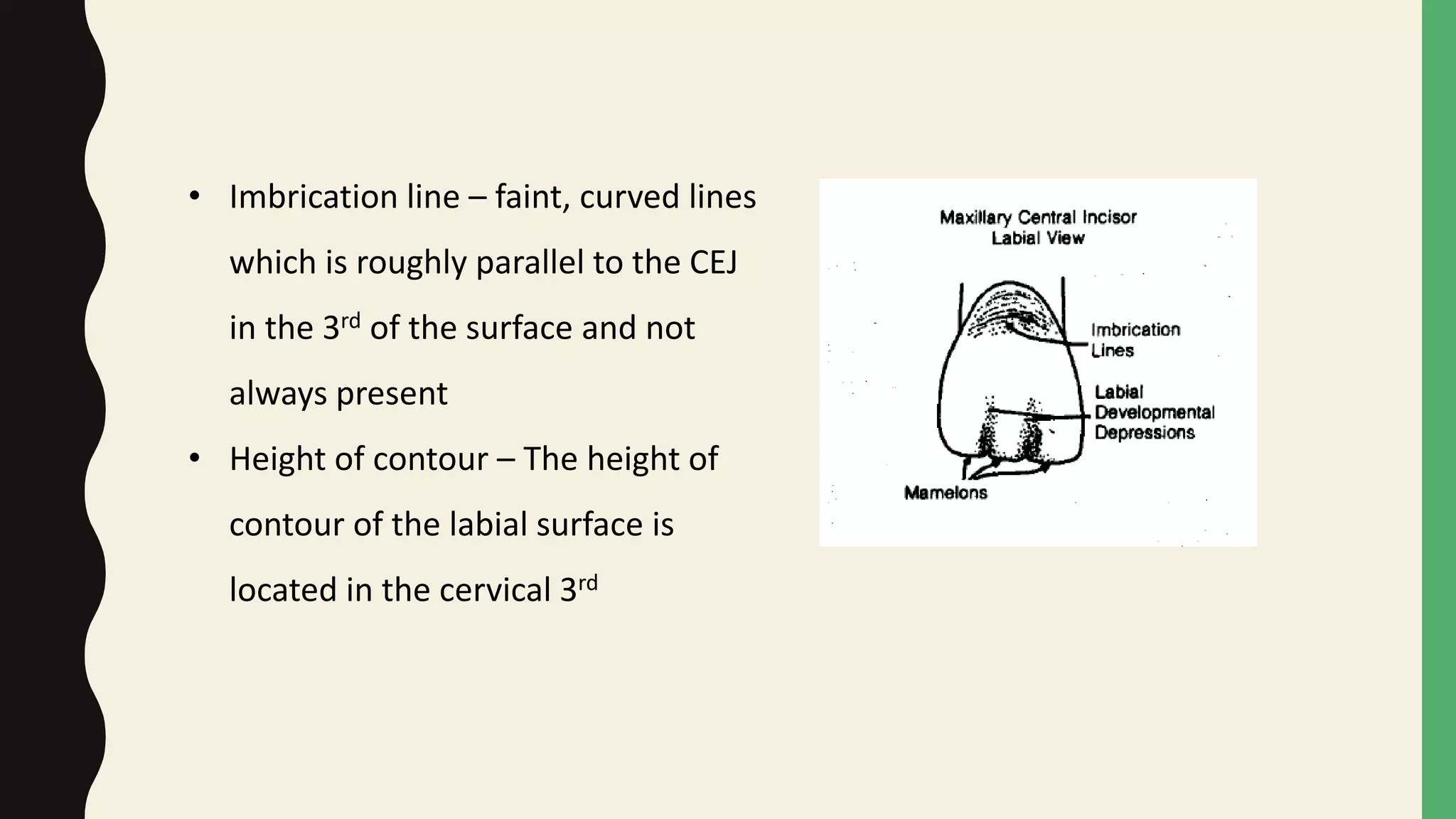 Maxillary Central Incisor | PPTX