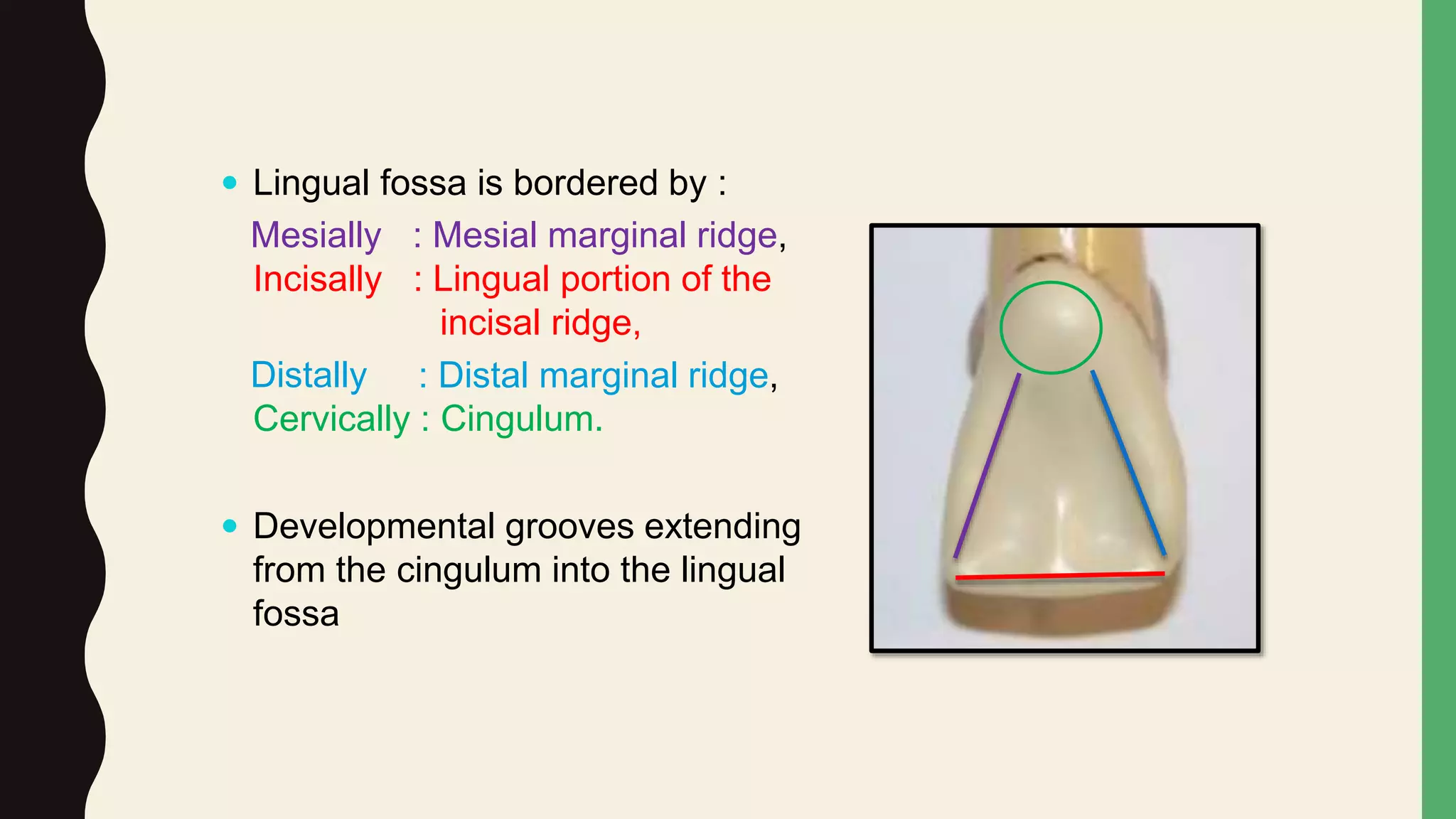 Maxillary Central Incisor | PPTX