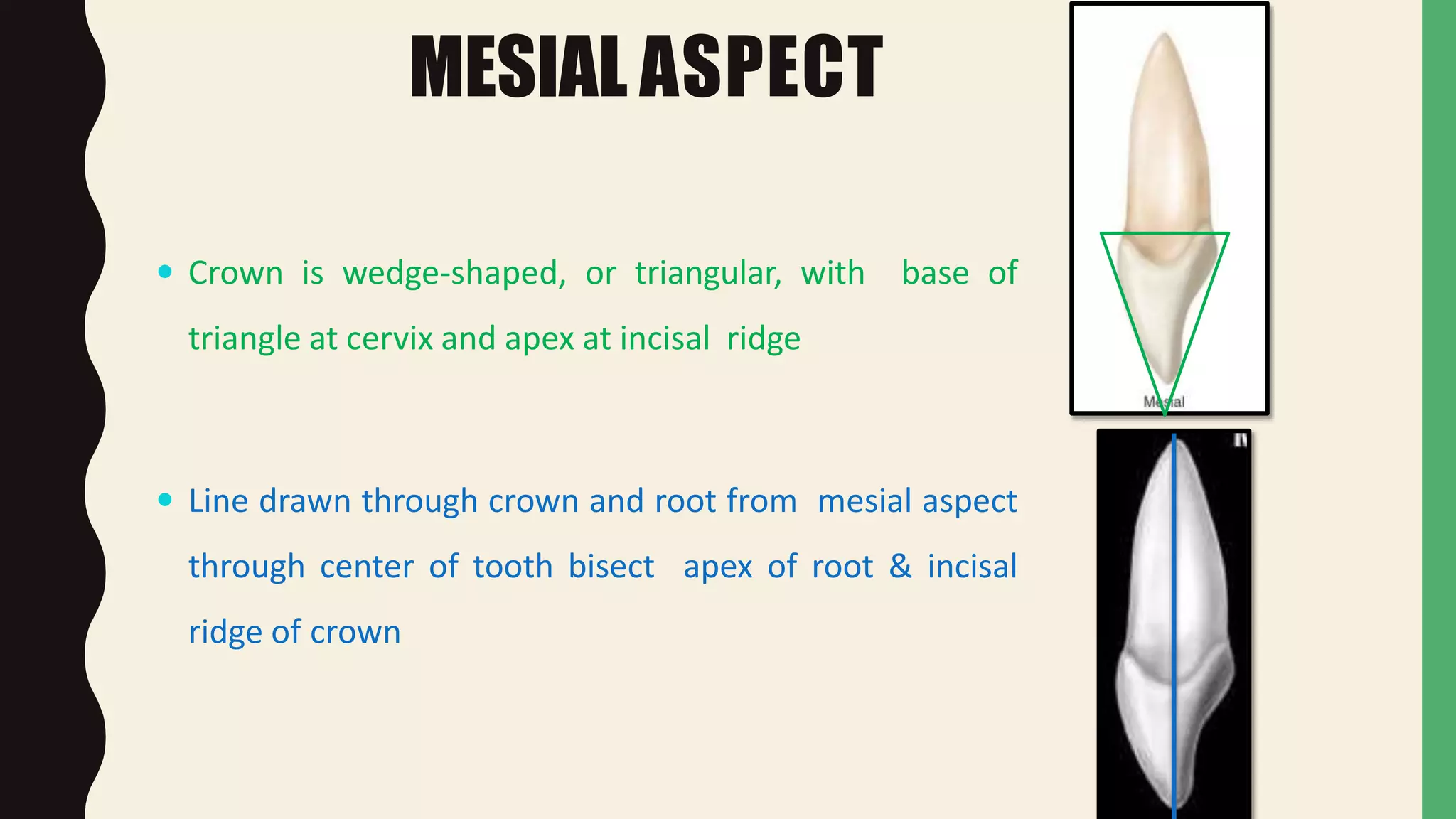 Maxillary Central Incisor | PPTX