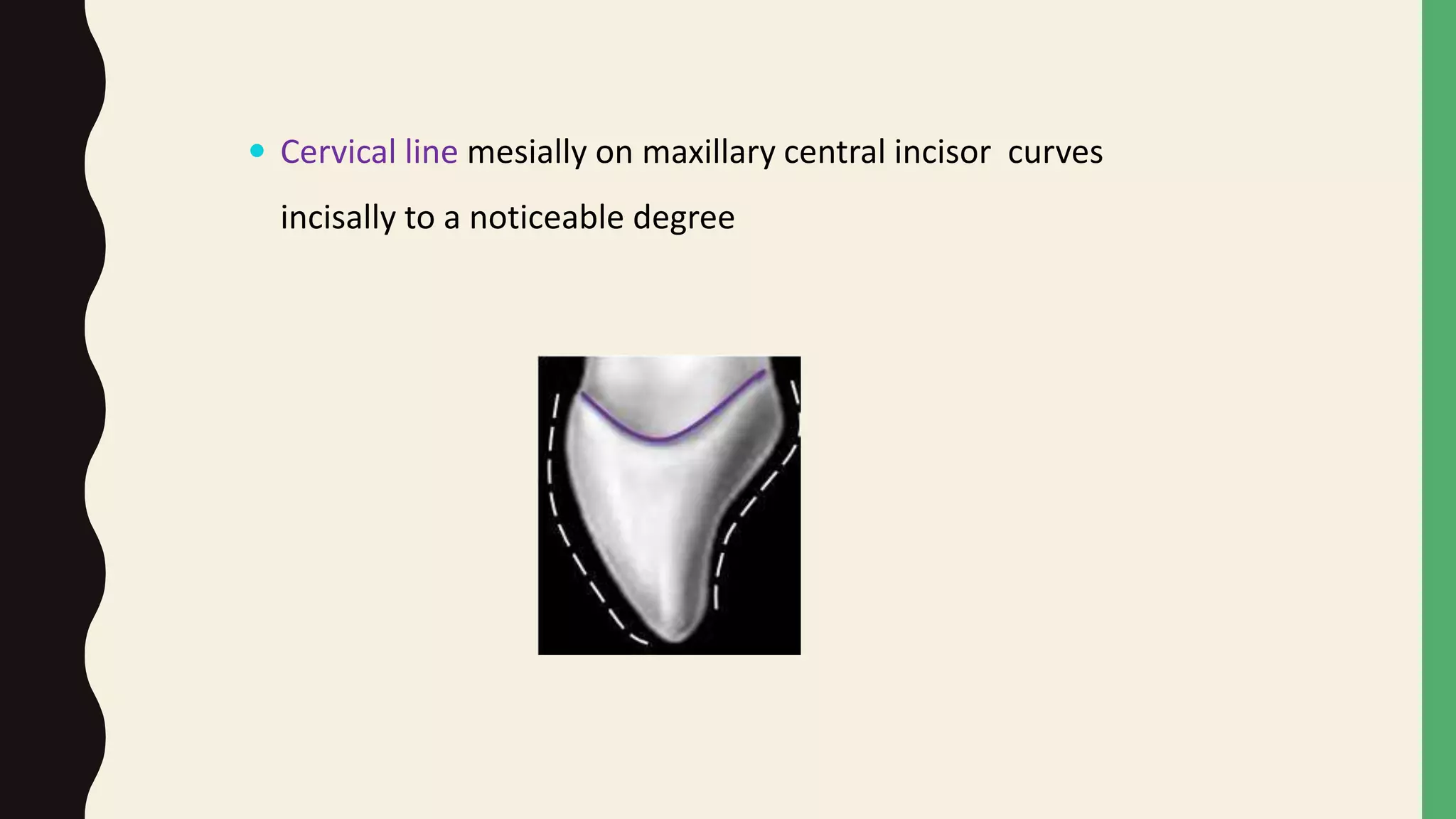 Maxillary Central Incisor | PPTX