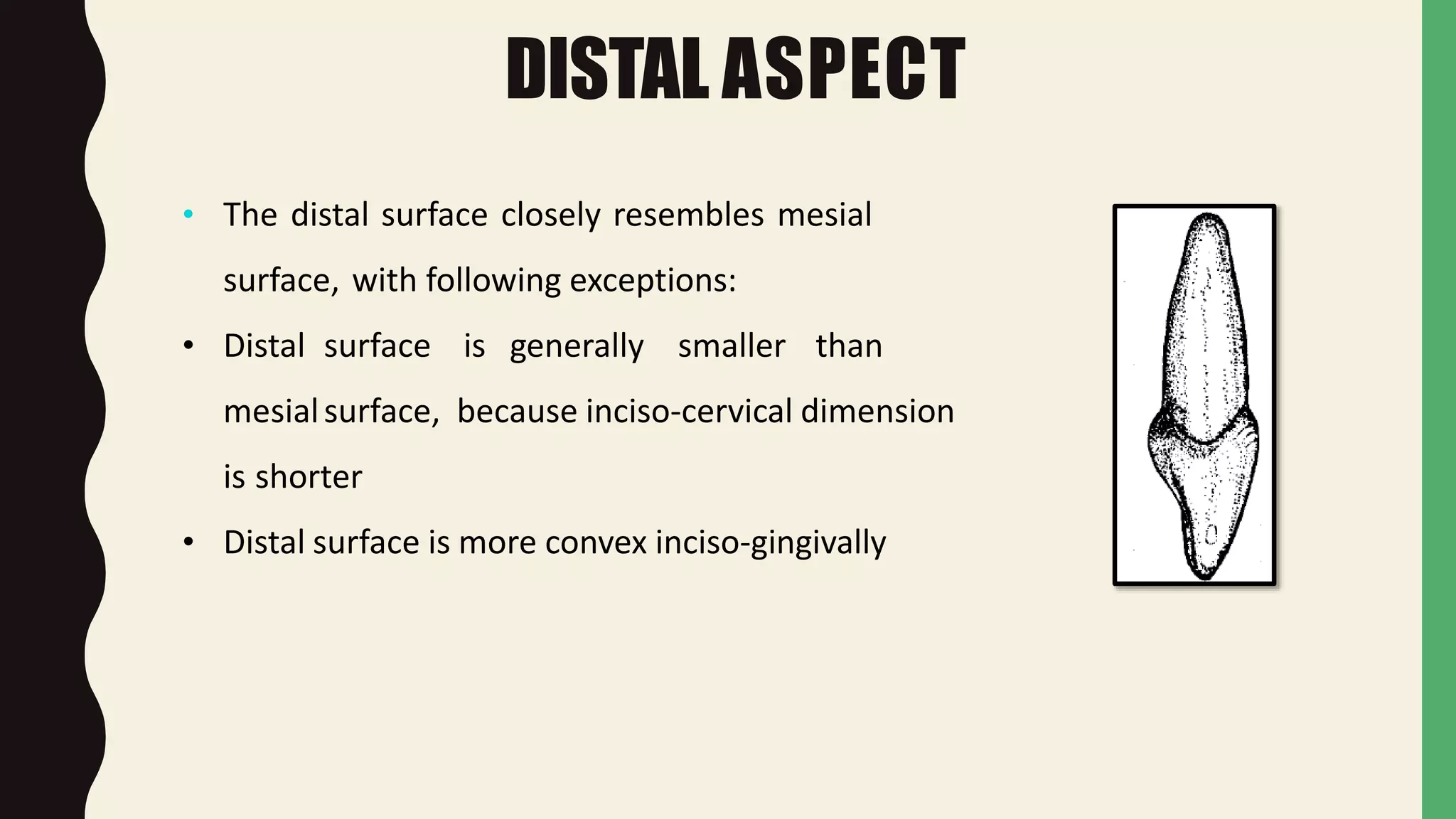 Maxillary Central Incisor | PPTX