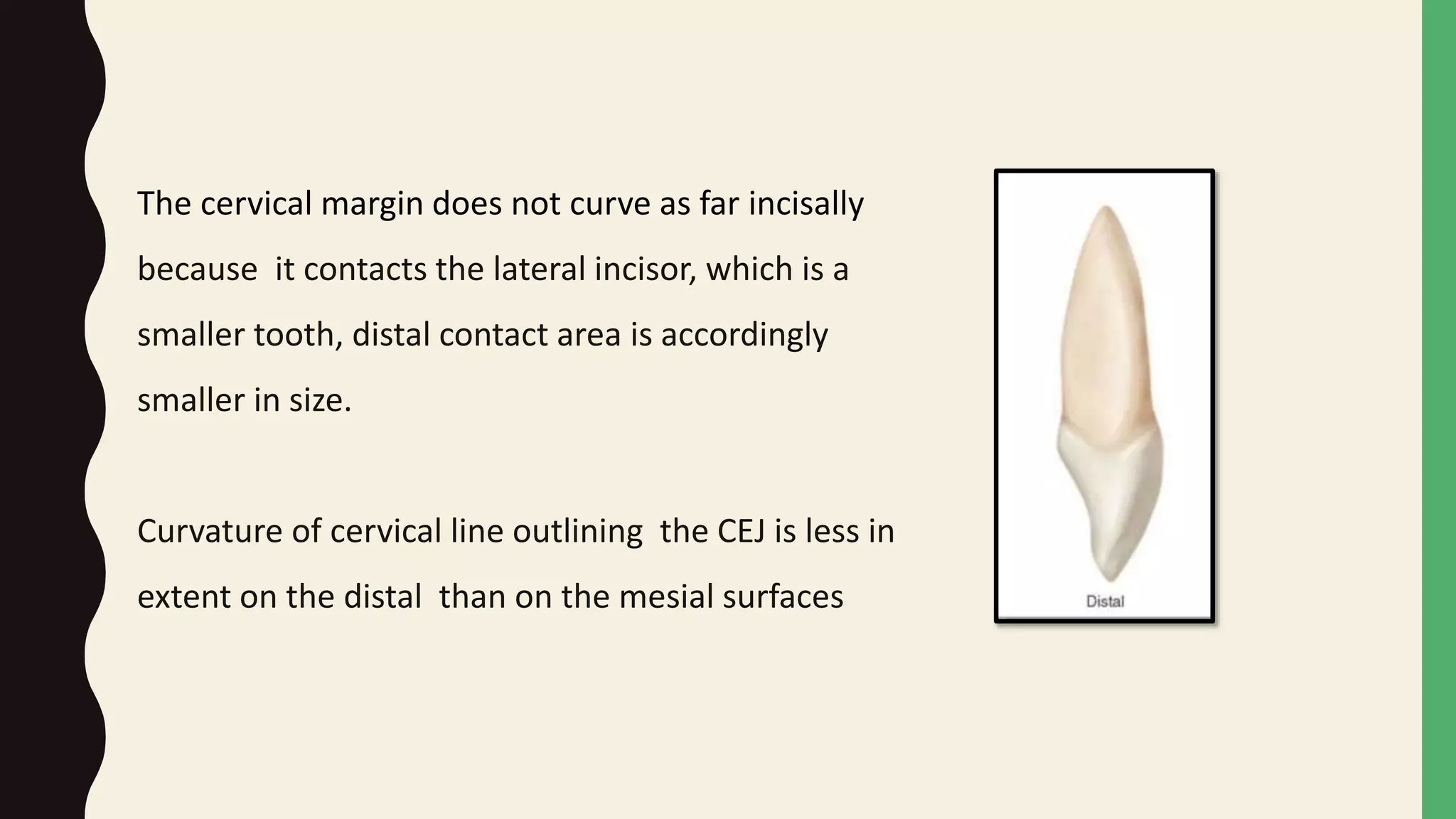 Maxillary Central Incisor | PPTX