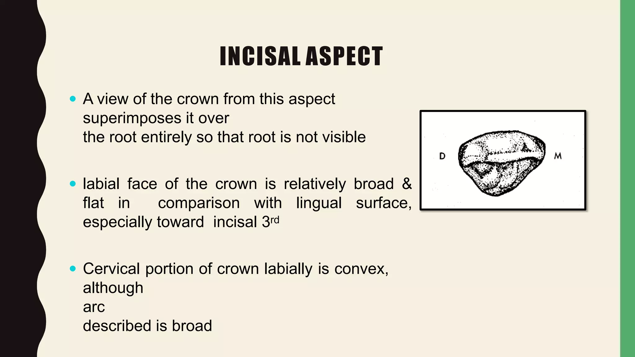 Maxillary Central Incisor | PPTX