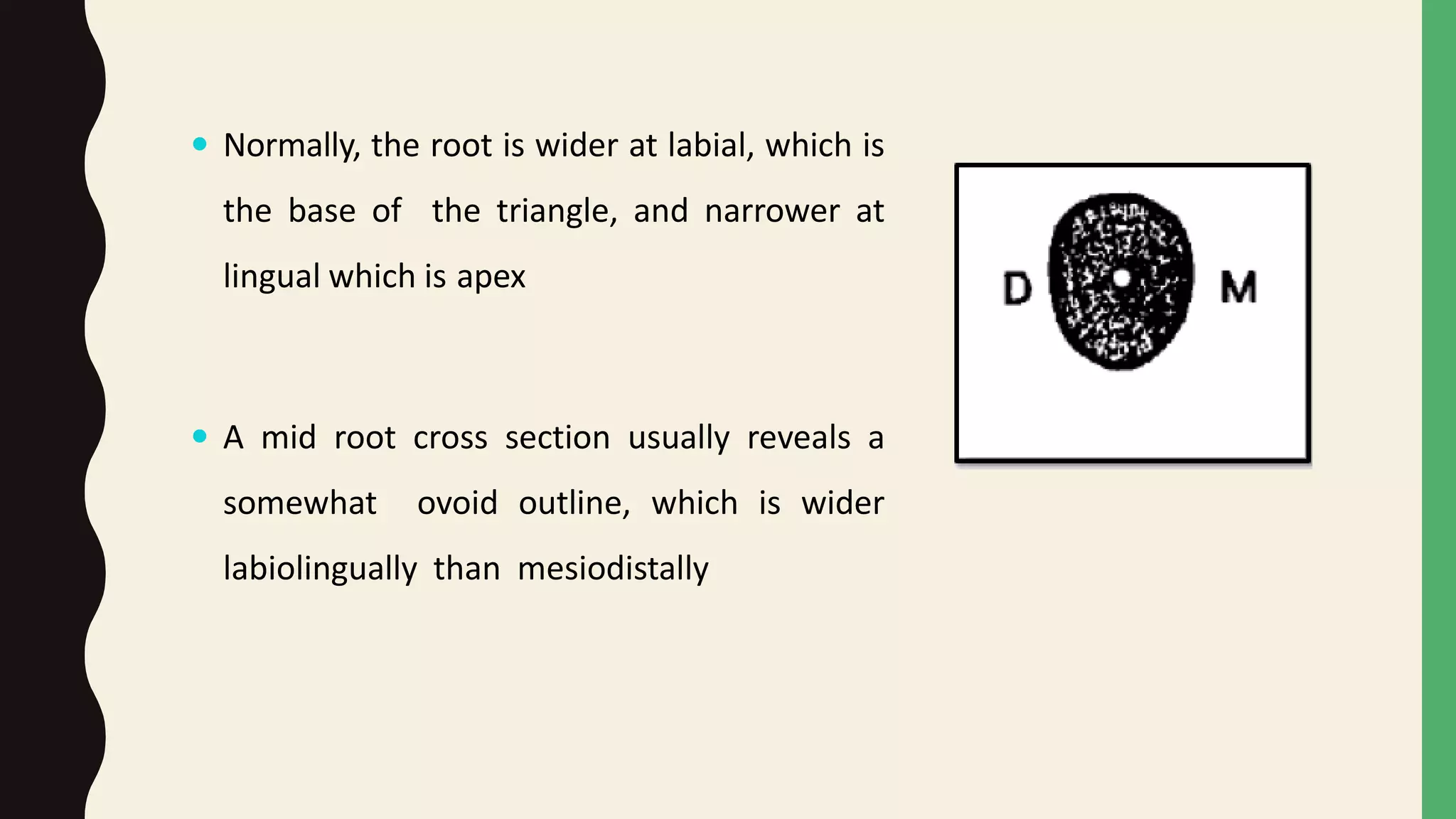 Maxillary Central Incisor | PPTX