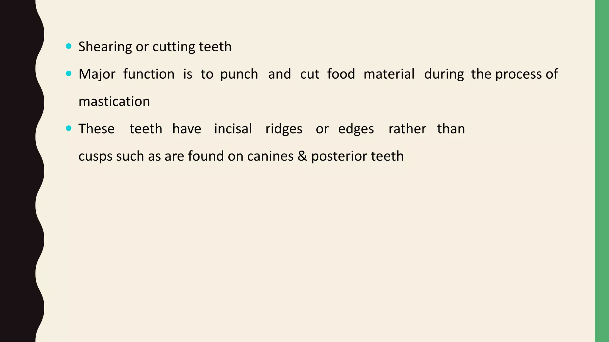 Maxillary Central Incisor | PPTX