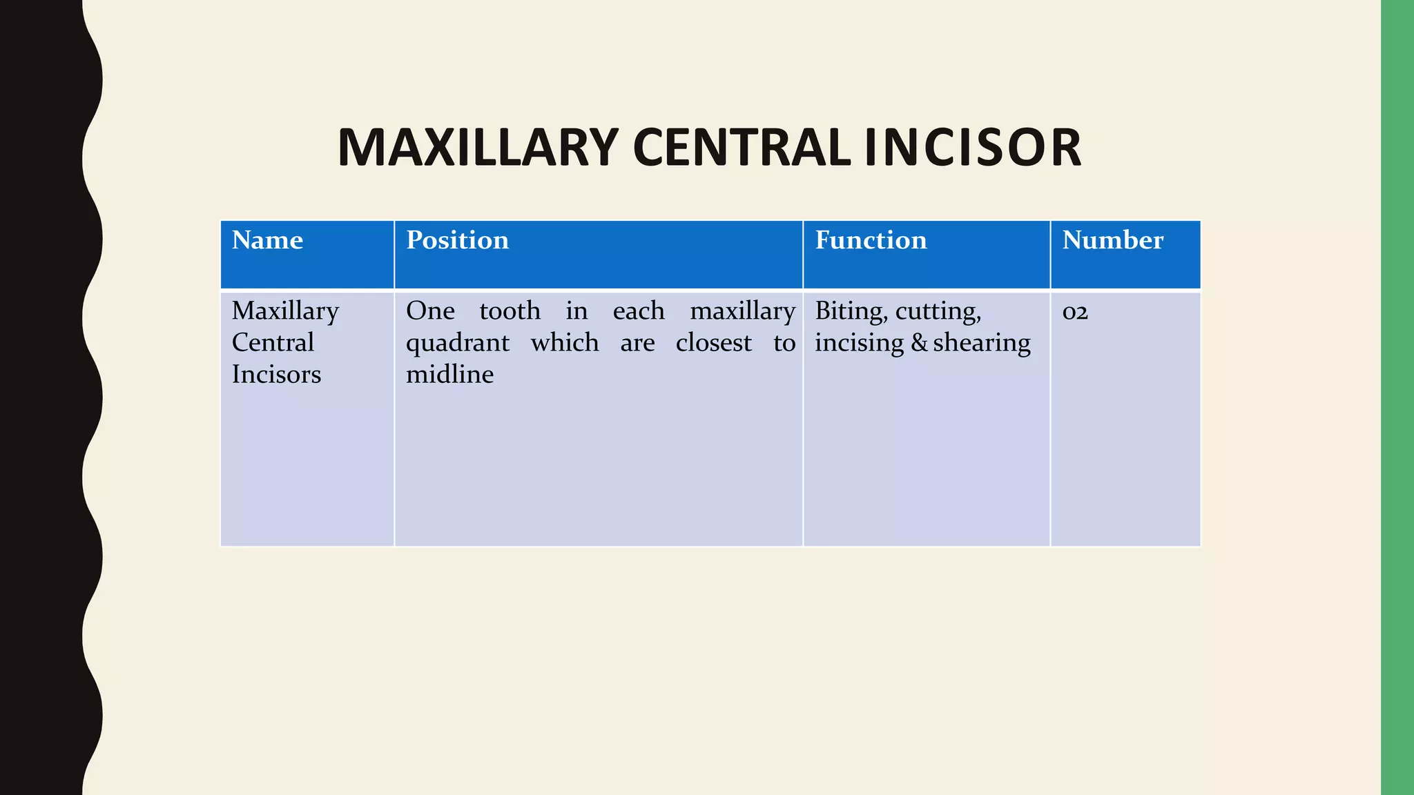 Maxillary Central Incisor | PPTX