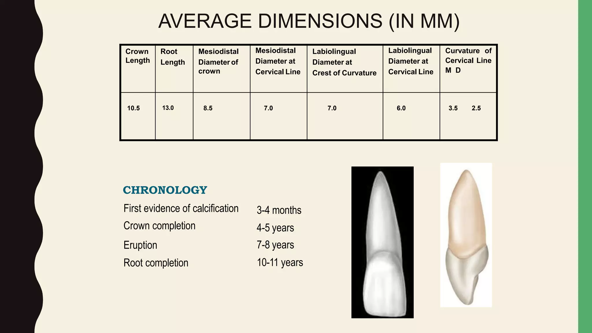 Maxillary Central Incisor | PPTX