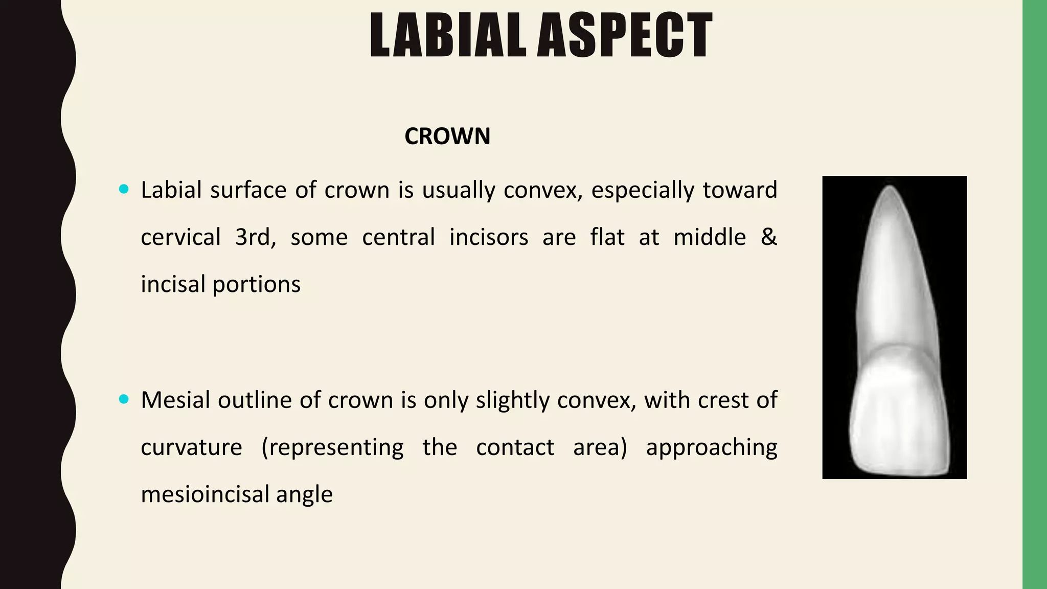 Maxillary Central Incisor | PPTX