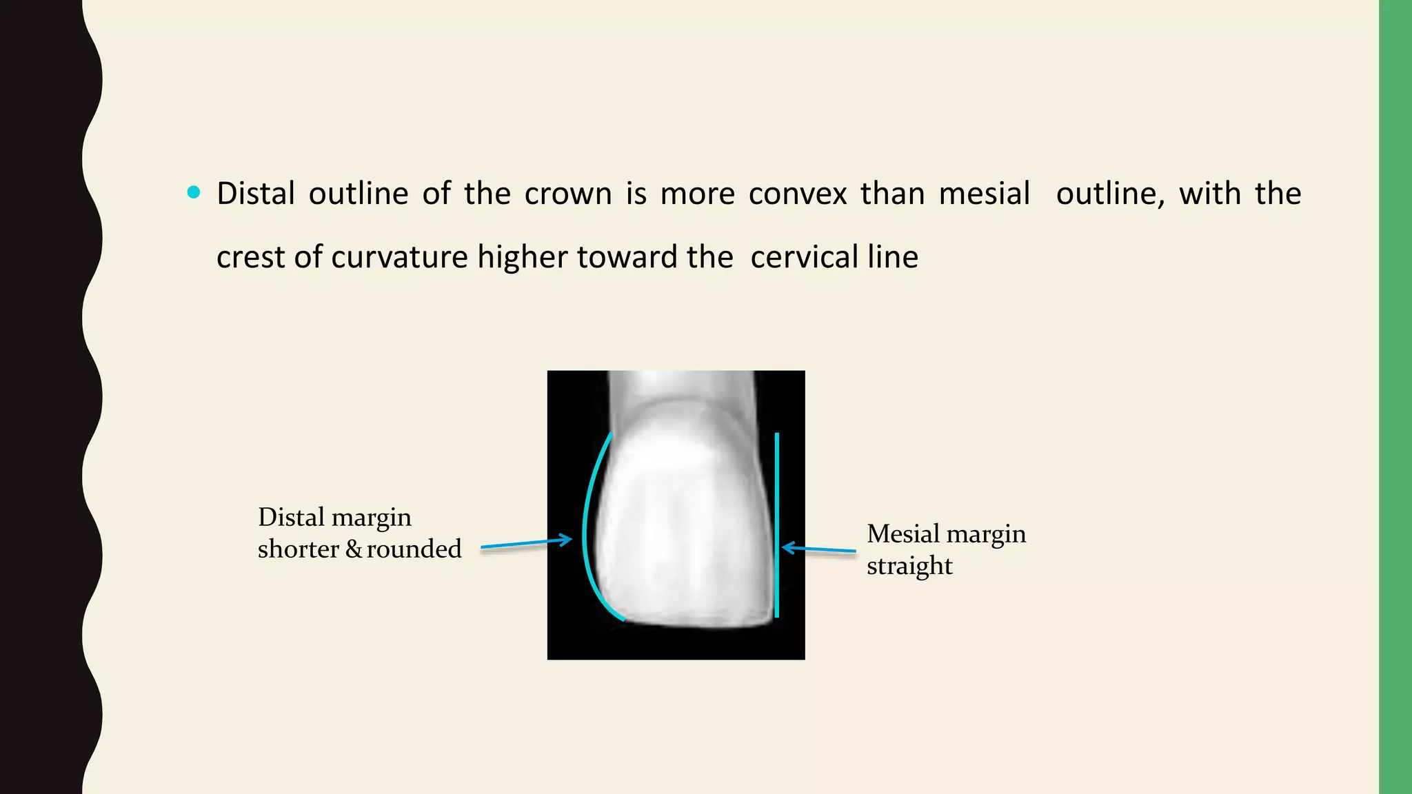 Maxillary Central Incisor | PPTX