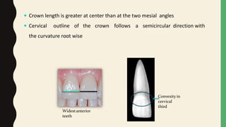 Maxillary Central Incisor | PPTX