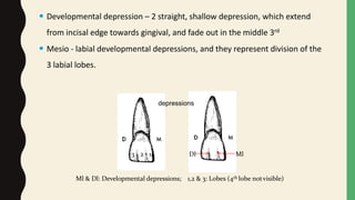 Maxillary Central Incisor | PPTX