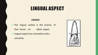 Maxillary Central Incisor | PPTX