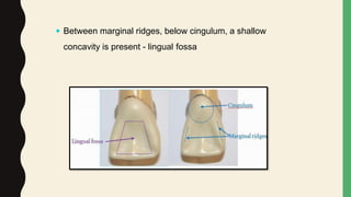 Maxillary Central Incisor | PPTX
