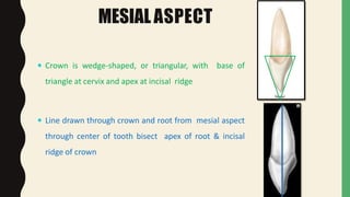 Maxillary Central Incisor | PPTX