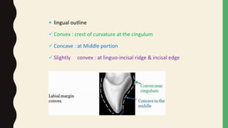 Maxillary Central Incisor | PPTX