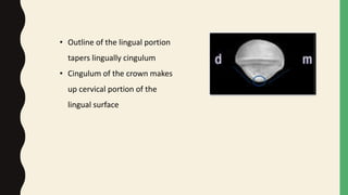 Maxillary Central Incisor | PPTX
