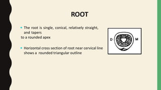Maxillary Central Incisor | PPTX