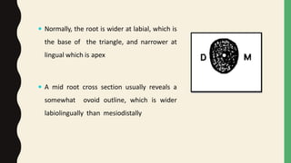 Maxillary Central Incisor | PPTX