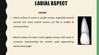 Maxillary Central Incisor | PPTX