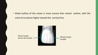 Maxillary Central Incisor | PPTX