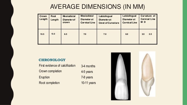 Maxillary Central Incisor