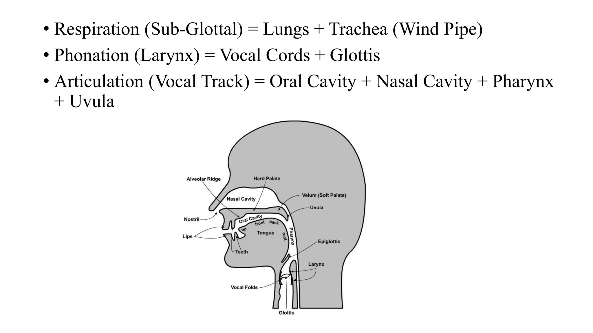 Central Mechanism Responsible For Speech.pptx