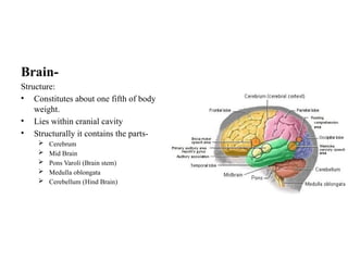 central nervous syatem FIRST YEAR BPHARMppt.pptx