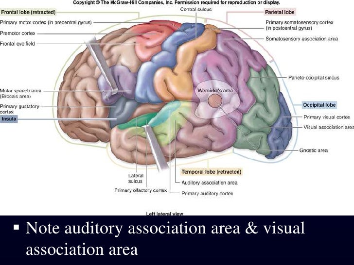 Central Nervous System
