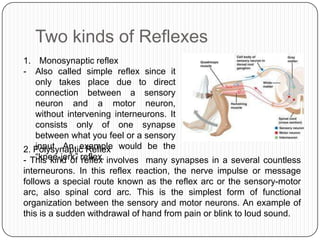 Central nervous system | PPTX | Brain and Nervous System Disorders ...