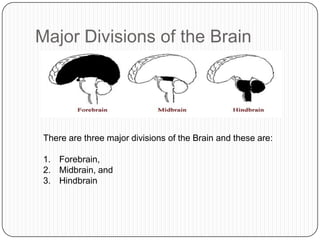 Central nervous system | PPTX | Brain and Nervous System Disorders ...