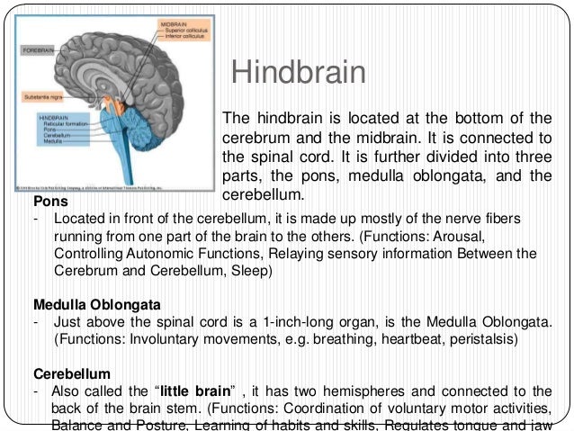Central nervous system