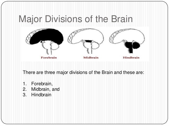 Central nervous system