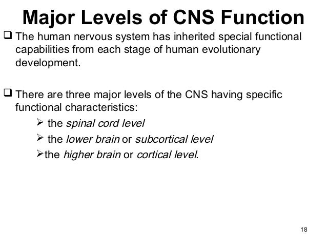 Central nervous system