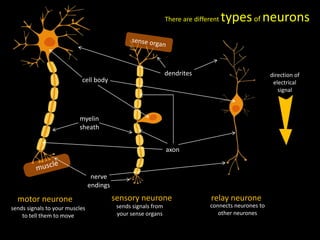 Central nervous system | PPTX