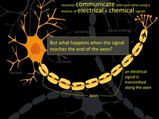 Central nervous system | PPTX