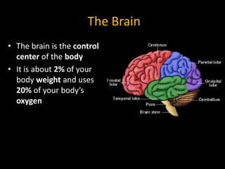 Central nervous system | PPTX