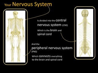 3 Parts Of Nervous System
