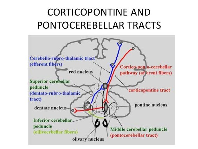 Central nervous system