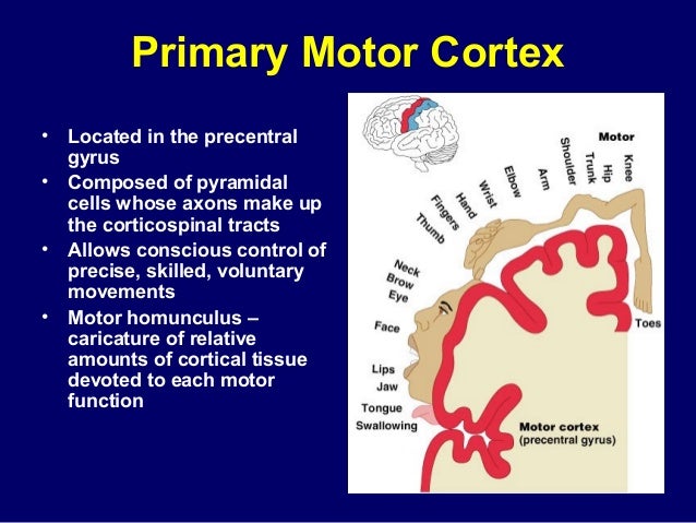 Central nervous system