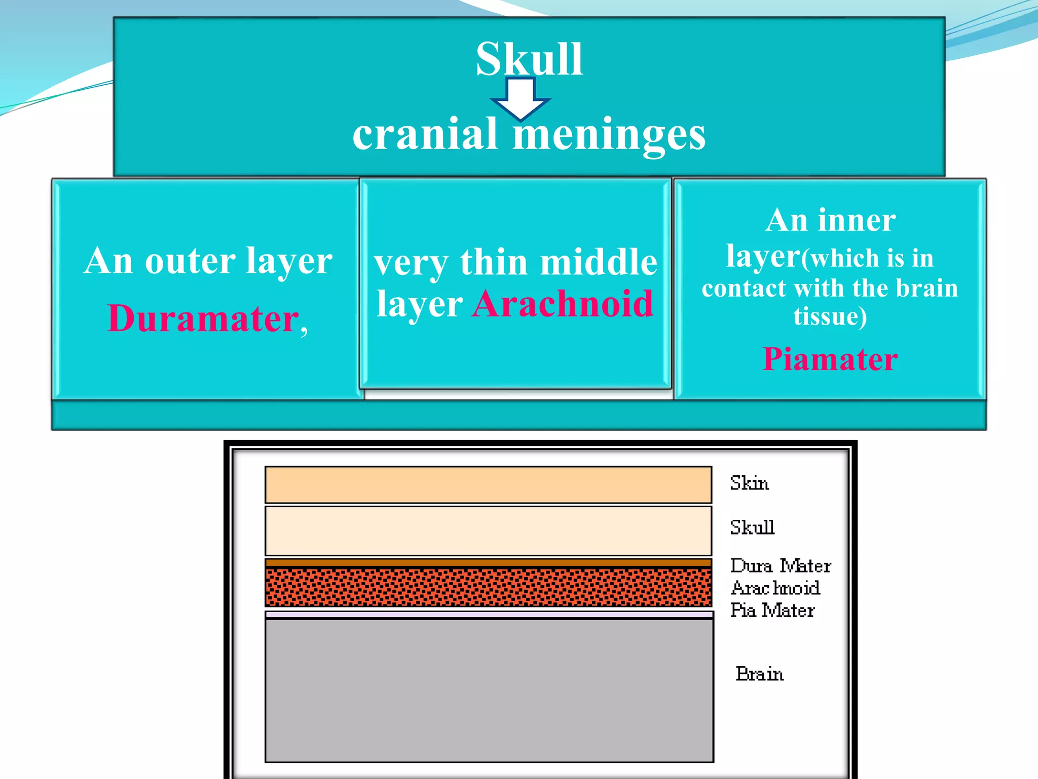 Central nervous system | PPTX